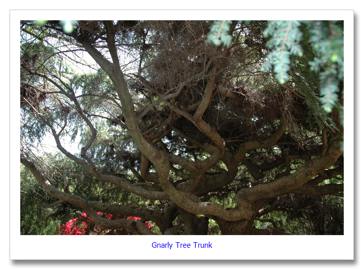 special-tree.png – Herb Segars Photography Blog